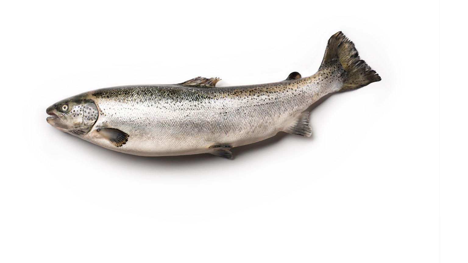 Tasmanian Salmon Australian Natural Seafood
